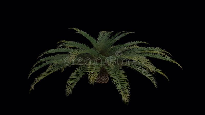 Canary Island Date Palm Tree Blowing in the Wind. Wind Blows the Tree ...