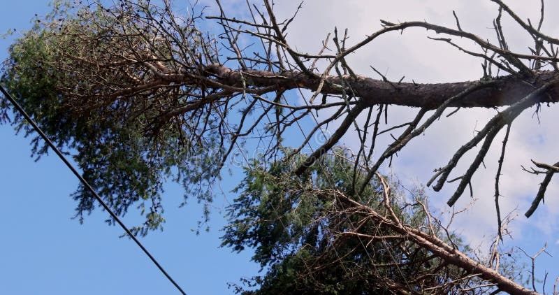 When Tree is Blown Down during a Tropical Storm, it Crashes Over ...