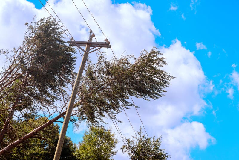 When Tree is Blown Down during a Tropical Storm, it Crashes Over ...
