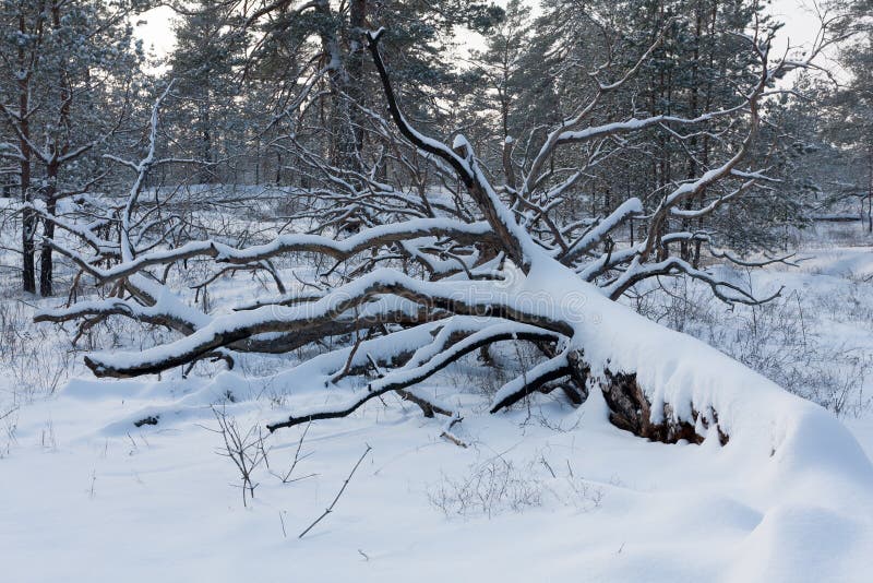 Tree Blown by the Wind in Winter Forest Stock Photo - Image of trees ...