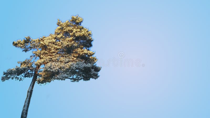 Tree on a Blue Background. Beautiful Tree - Pine with a Natural Slope ...