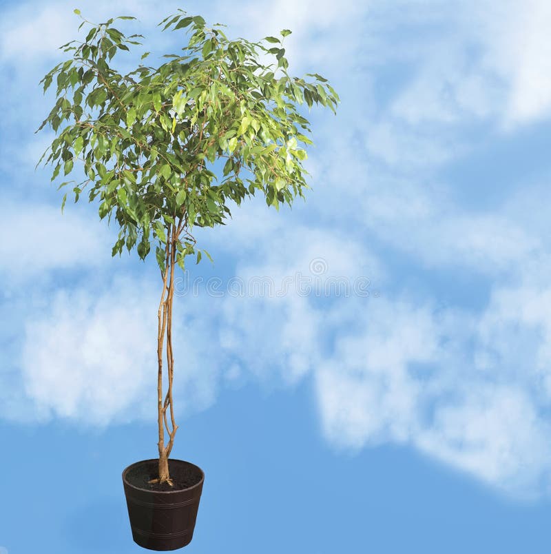 Tree on a blue background stock photo. Image of green - 86048030