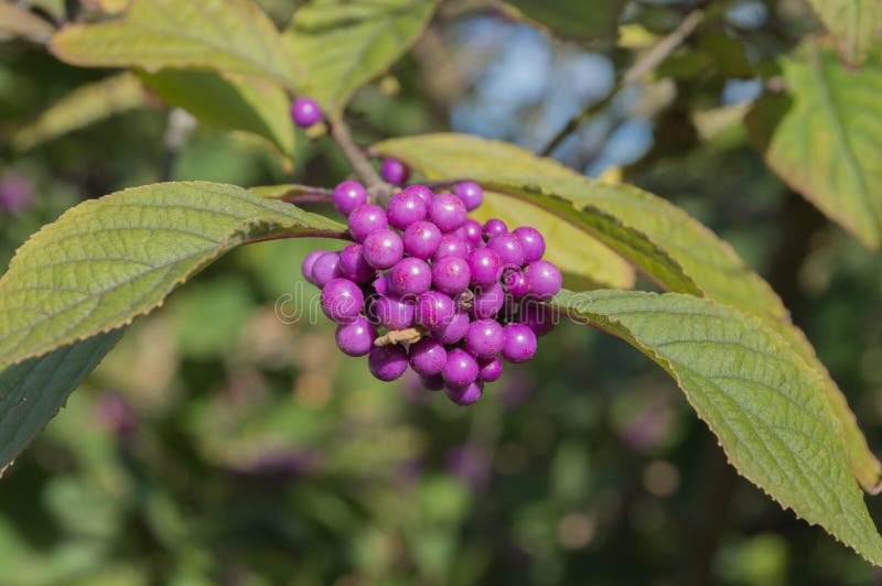 Tree with blue berry stock photo. Image of green, sunny - 34119926