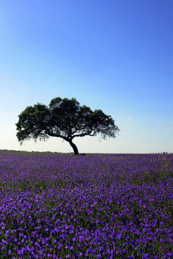 Blue Field stock photo. Image of field, sunshine, silo - 467176