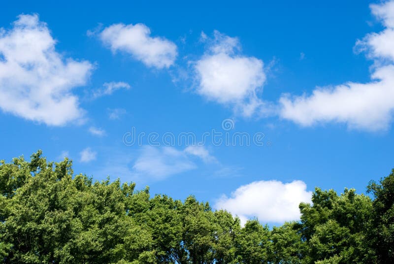 Tree and blue sky stock image. Image of leaf, exhilarating - 18774663
