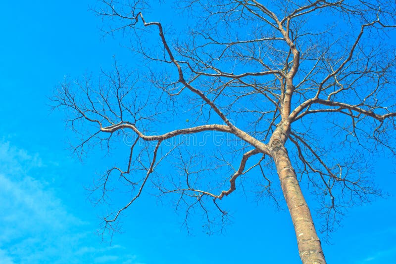 Tree and Blue Sky Background Stock Photo - Image of landscapes ...