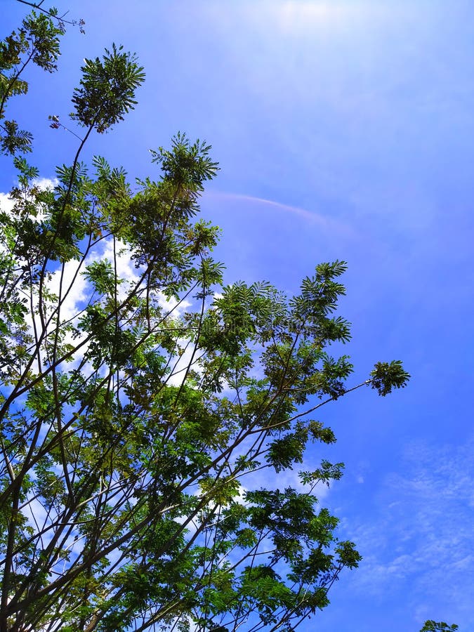 Tree on Blue Sky Background, Natural View Stock Image - Image of fresh ...