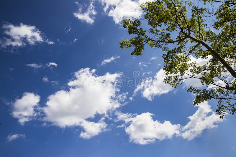 Tree on Blue Sky Background. Simple Natural Background Stock Image ...