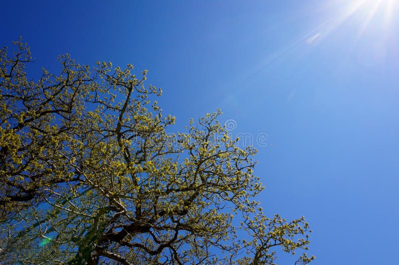 Tree on Blue Sky Background Stock Image - Image of season, beautiful ...