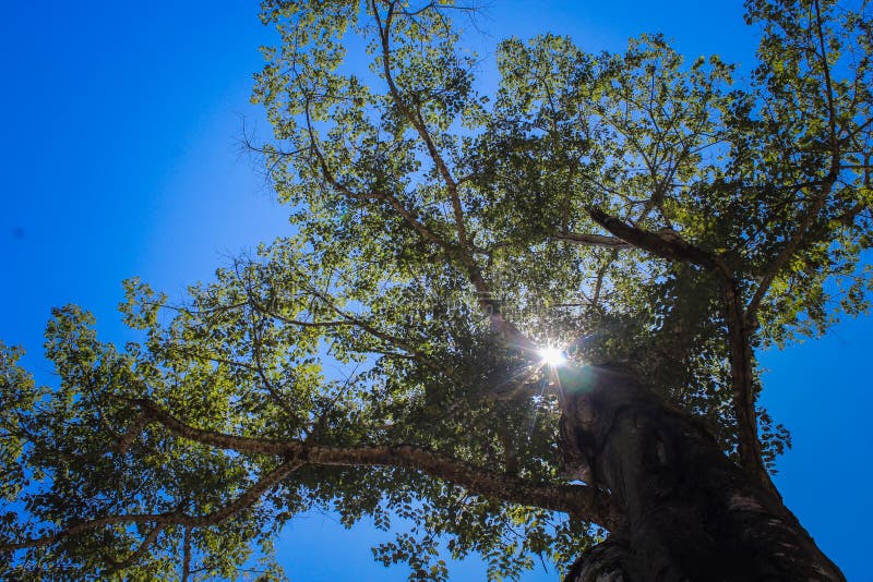 Tree with Blue Sky Background Stock Photo - Image of field, countryside ...