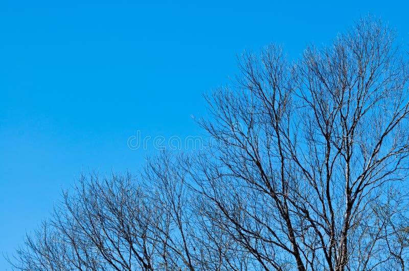 Tree with Blue Sky Background Stock Image - Image of frost, country ...