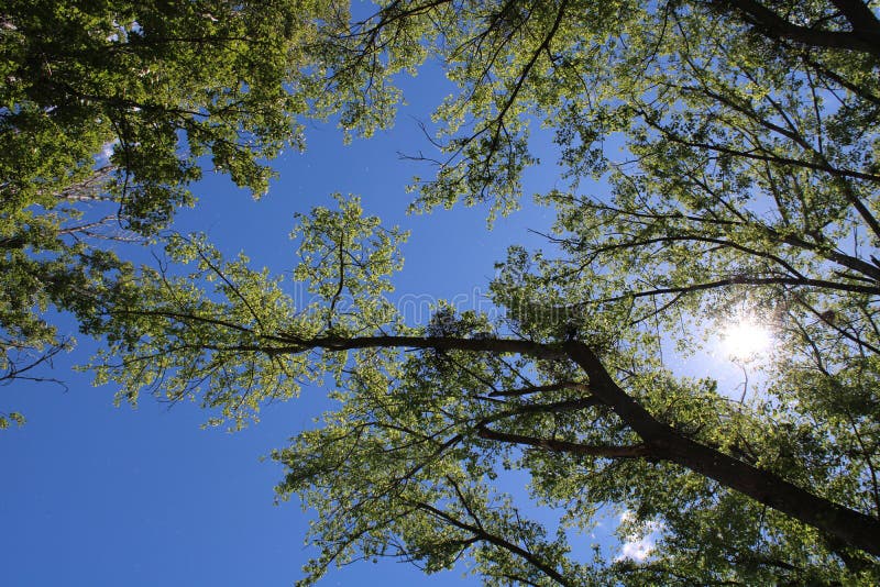 Tree with blue sky stock photo. Image of natural, blue - 157854412