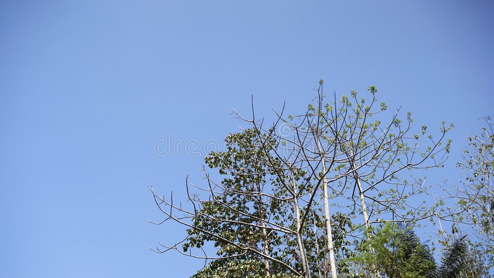 A Tree with a Blue Sky in the Daytime Stock Image - Image of cloud ...