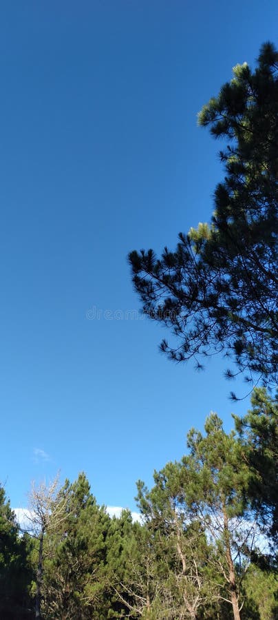 Tree and blue Sky at noon stock photo. Image of wilderness - 265769802