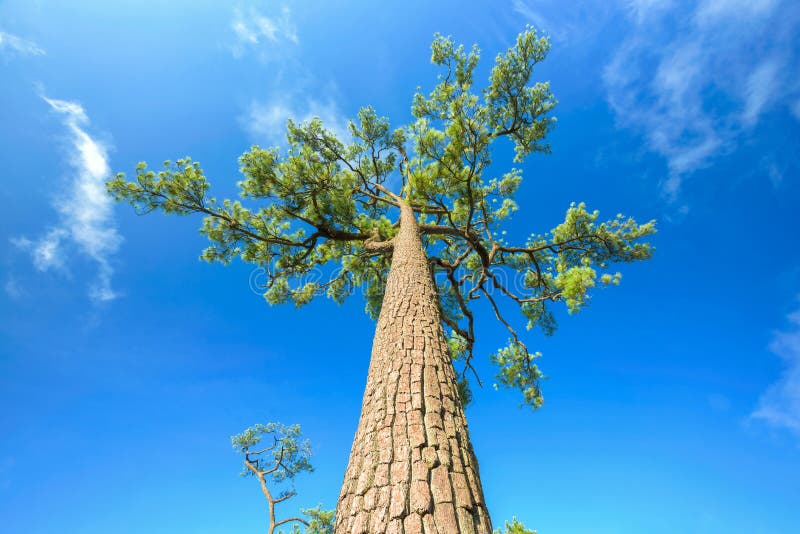 Tree on blue sky stock photo. Image of spring, nature - 91575068