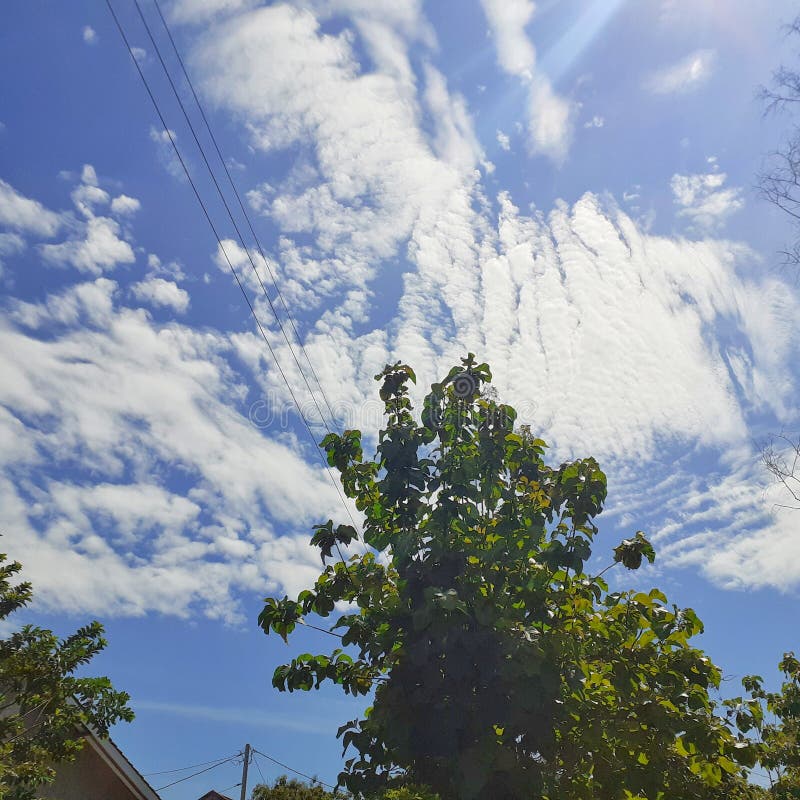 Tree and Blue Sky with White Cloud Stock Photo - Image of hill ...