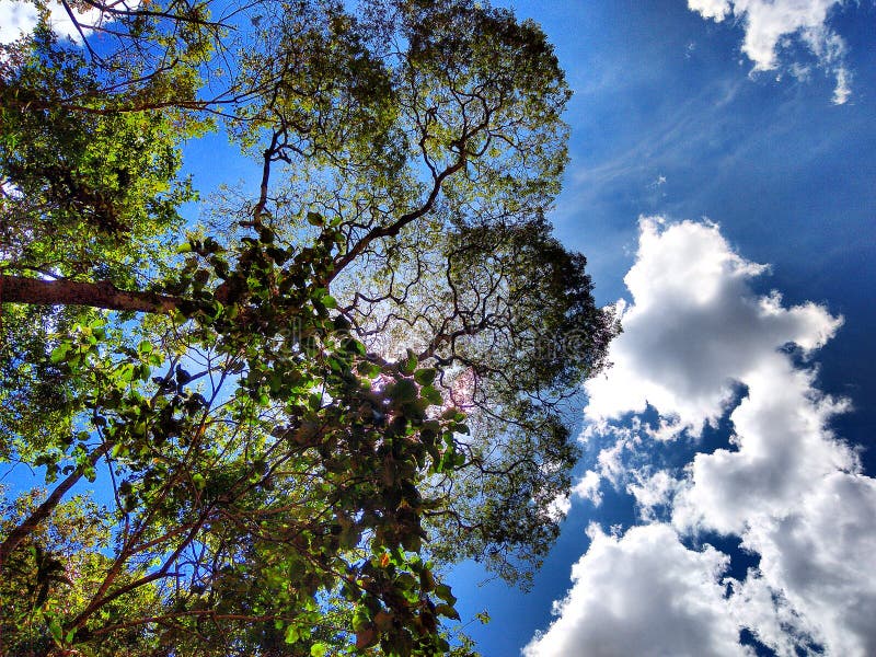 Tree with Blue Sky and White Clouds Stock Image - Image of tree ...