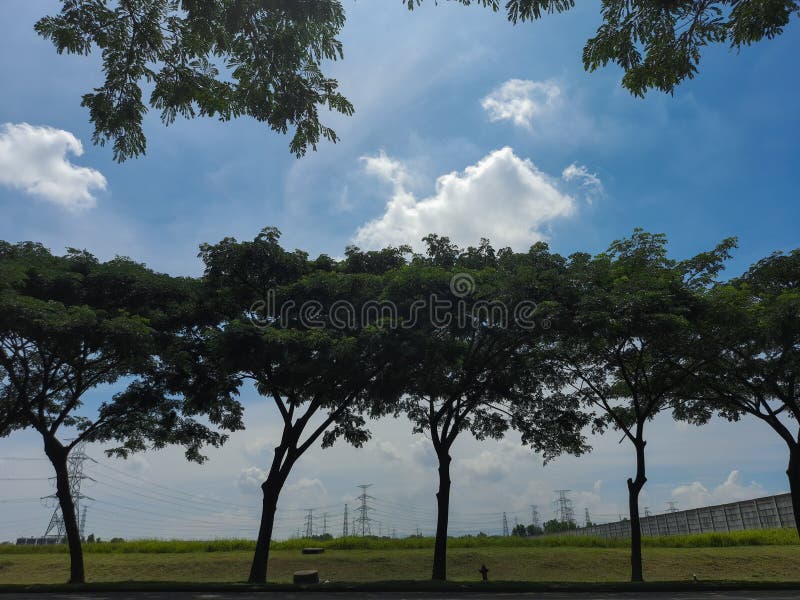 Tree, Blue Sky, Wire Power Cable at Deltamas Indonesia Stock Image ...