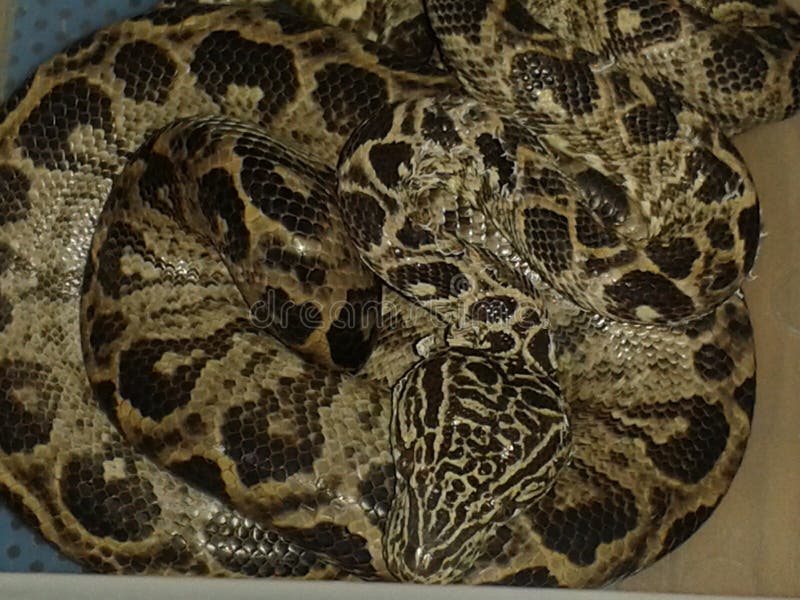 Tree boa snake balled up stock image. Image of balled - 171802617