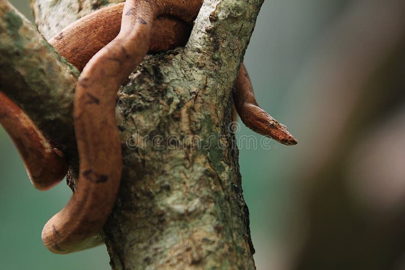 Tree boa stock photo. Image of head, scale, rainforest - 235097798