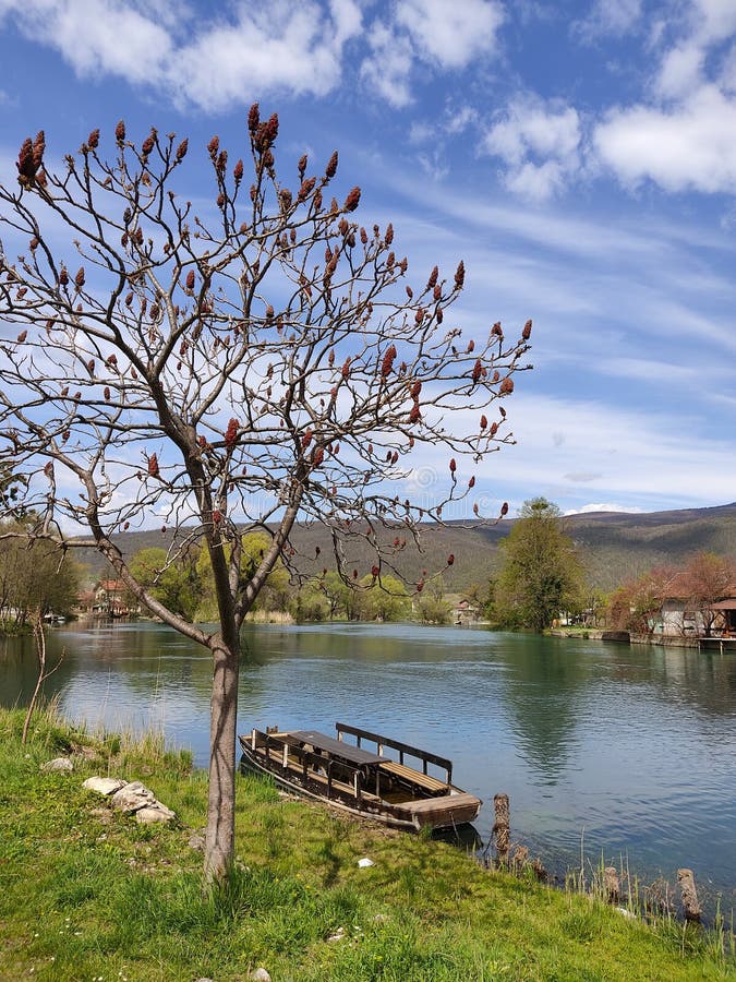 Tree and the boat stock image. Image of water, spring - 235959529