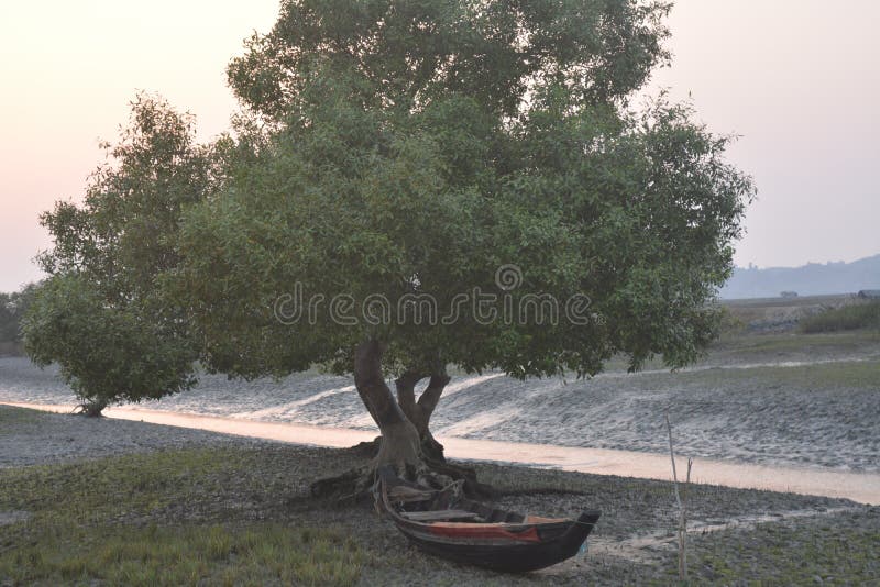 Tree with boat stock image. Image of trees, river, boat - 115489761