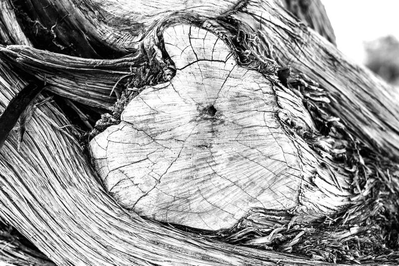 Tree stock image. Image of nature, cutting, tree, textured - 86076737