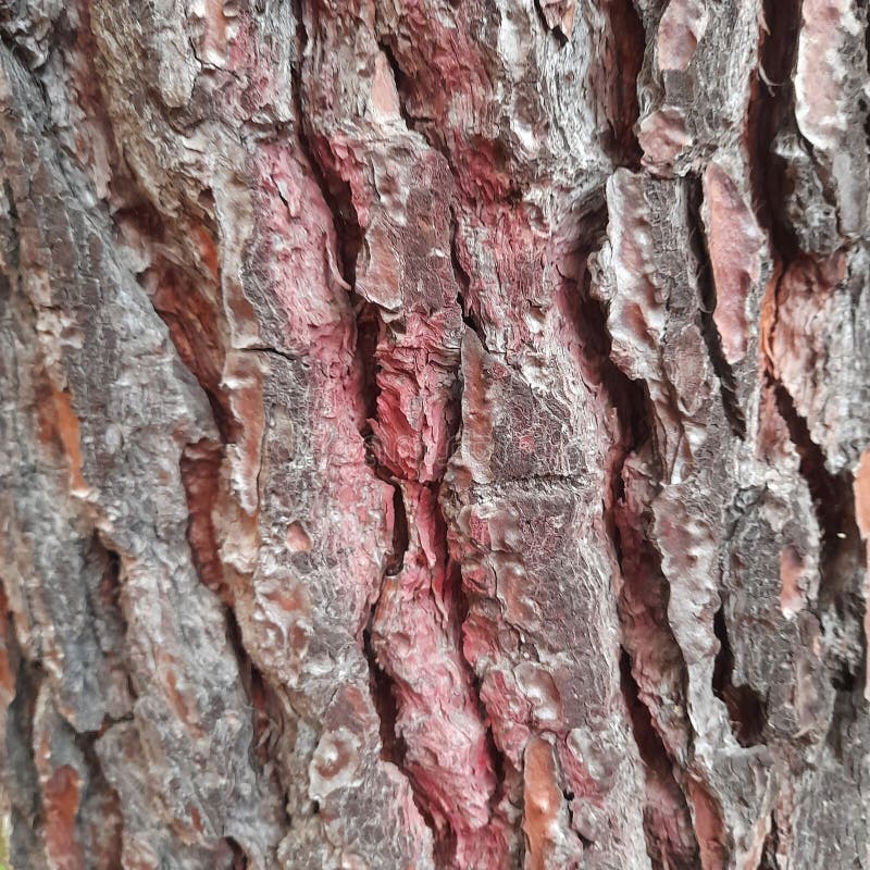 Tree body Forrest stock image. Image of trunk, bedrock - 201326317