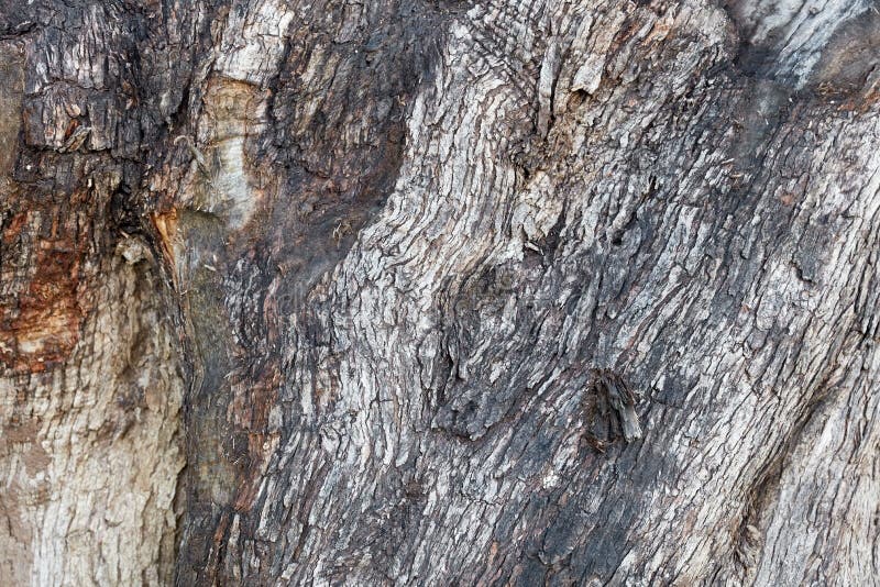 Tree body texture stock image. Image of pine, forest - 130354389