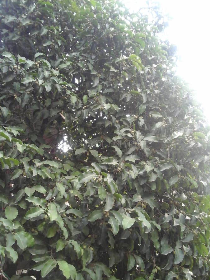 Bokul stock photo. Image of trees, bokul, smell, sweet - 90406606