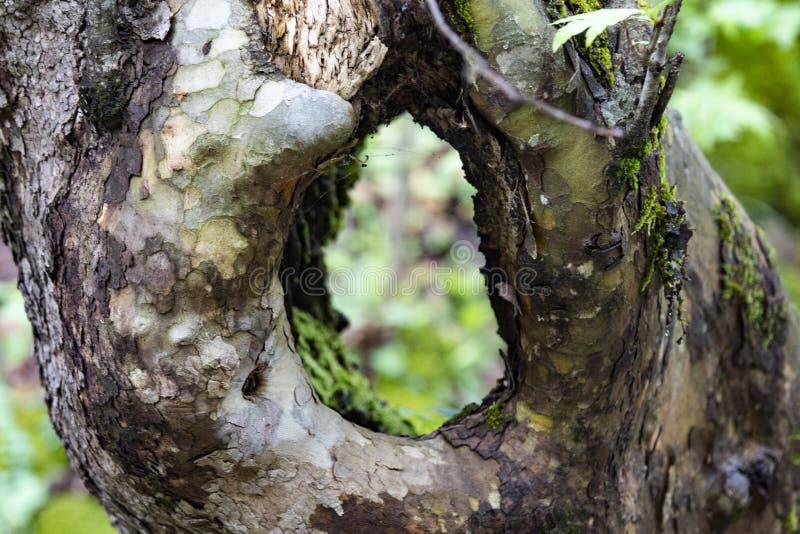 Tree Bole and Moss, Mossy Tree in Forest, Hollow in the Tree Trunk ...