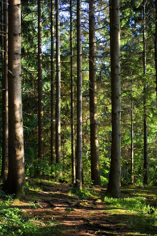 Tree Boles stock photo. Image of trunk, knot, brown, tree - 206388