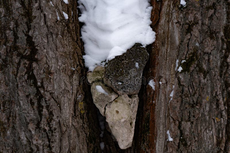 Tree with a Bone in the Midle Stock Photo - Image of vintage, woods ...