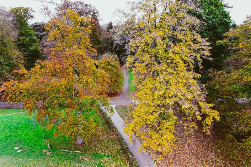 Tree stock image. Image of botany, perennial, yellow - 80878811