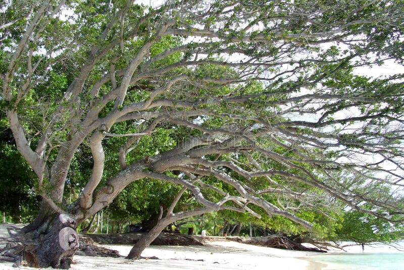 The tree stock photo. Image of detail, kindness, gardens - 39569508