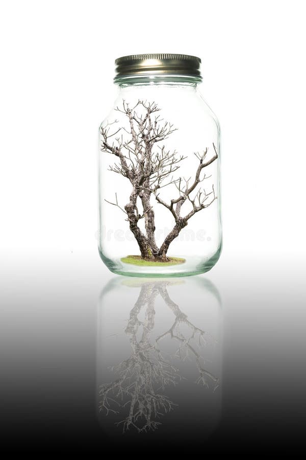 Tree in bottle stock image. Image of beauty, bottle, tree - 37548555