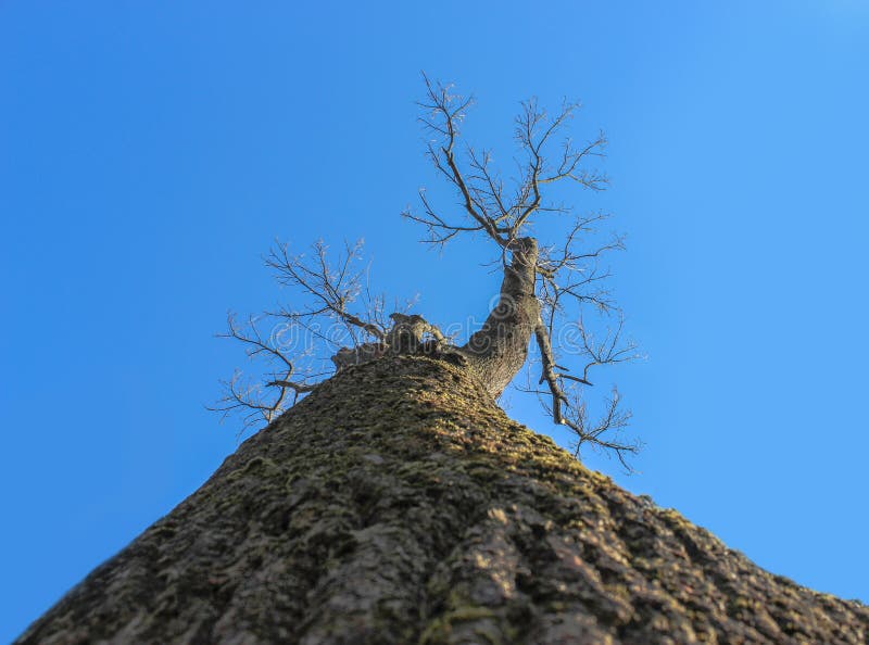 Tree from bottom stock image. Image of forest, bottom - 65524031