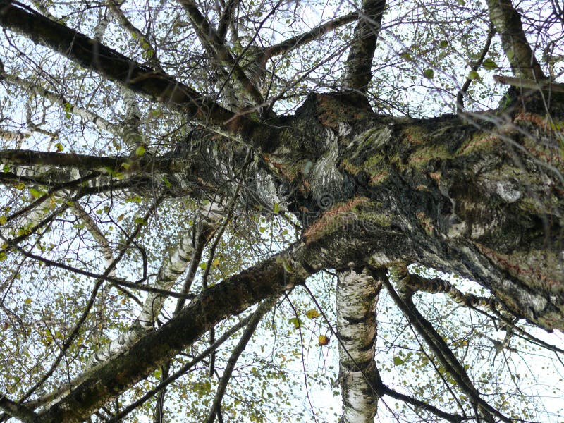 Tree from bottom stock image. Image of tree, brown, branches - 149694949