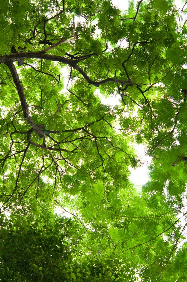 The Tree from Bottom To Top View Stock Photo - Image of leaf, natural ...