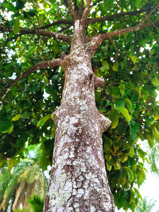 Tree from Bottom To Top View Stock Image - Image of bottom, view: 241305639