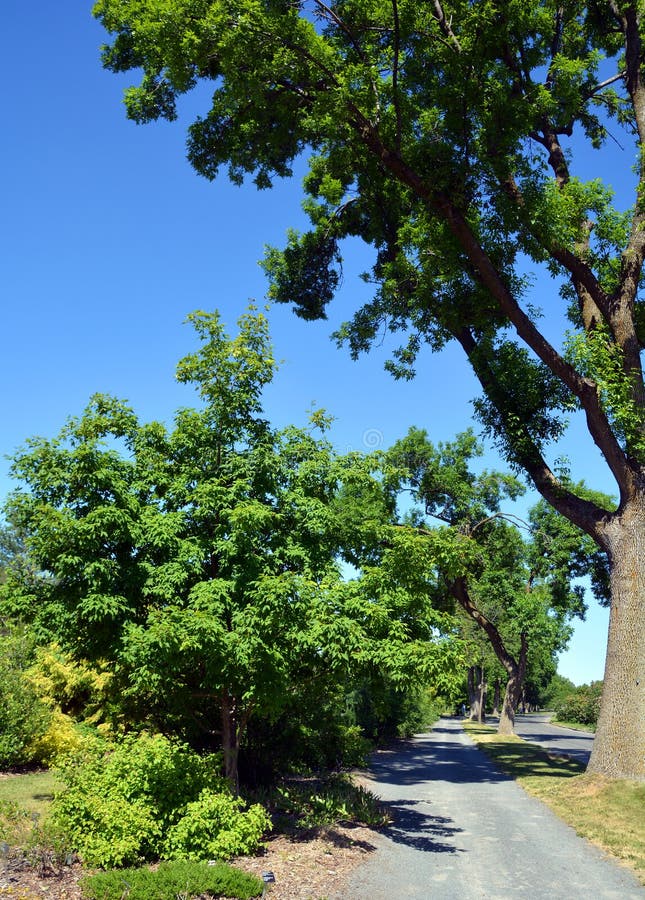Tree from the bottom stock image. Image of europe, canada - 187594633
