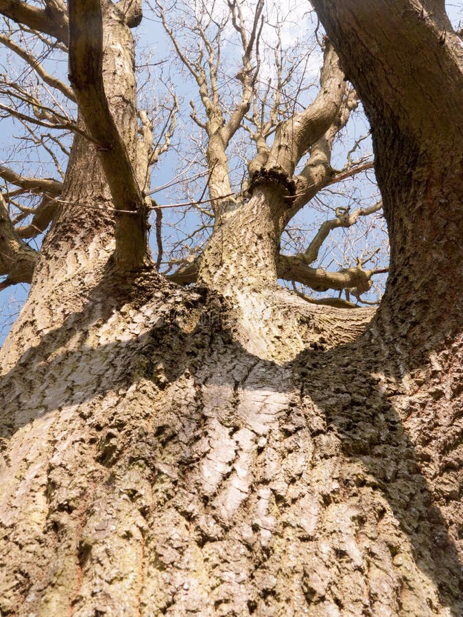 Tree from the Bottom of the Trunk Going Up Stock Photo - Image of ...