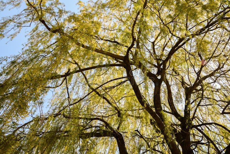 Tree from Bottom View in Summertime Stock Image - Image of meadow, farm ...