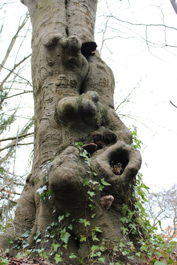 Tree bough stock image. Image of growth, bough, woods - 87794387