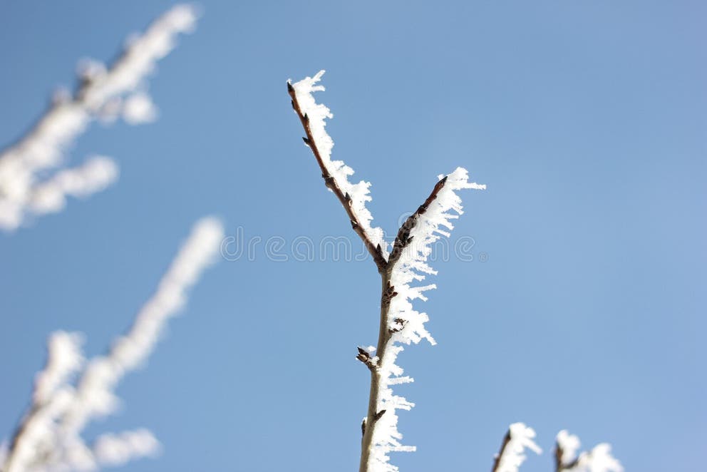 Tree bough with snow stock image. Image of bough, snowflakes - 64751801