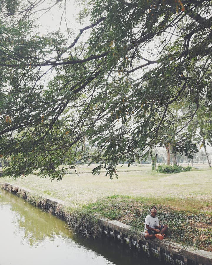 Tree editorial stock image. Image of tree, garden, nature - 68562324