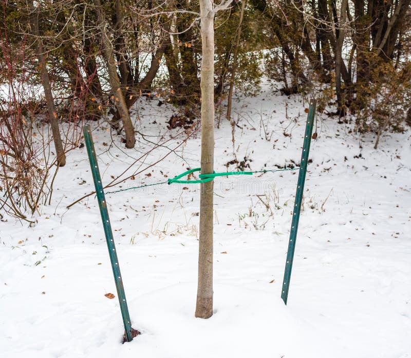 Tree Braced by Metal Stakes and Cables. Stock Image - Image of branch ...