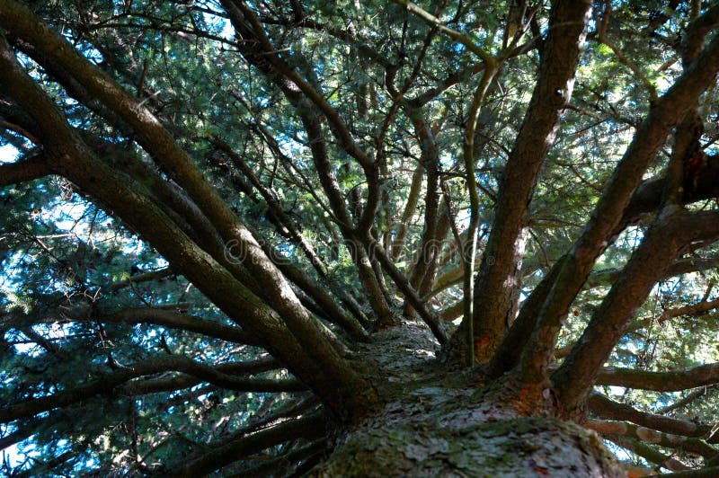 Tree braches from below stock photo. Image of trunk, branch - 58795680