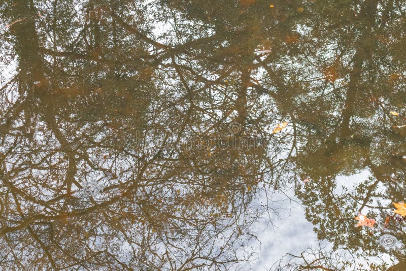 Reflection of Tree Branches in the Lake Water Stock Image - Image of ...