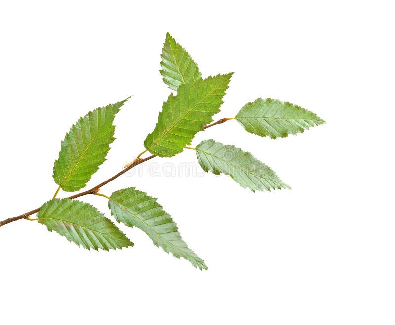 Tree branch stock photo. Image of branch, background - 11765364